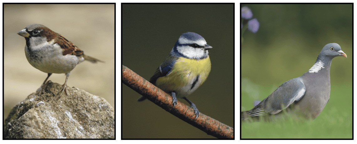 RSPB Wiltshire Big Garden Birdwatch “Together, let’s make it count ...
